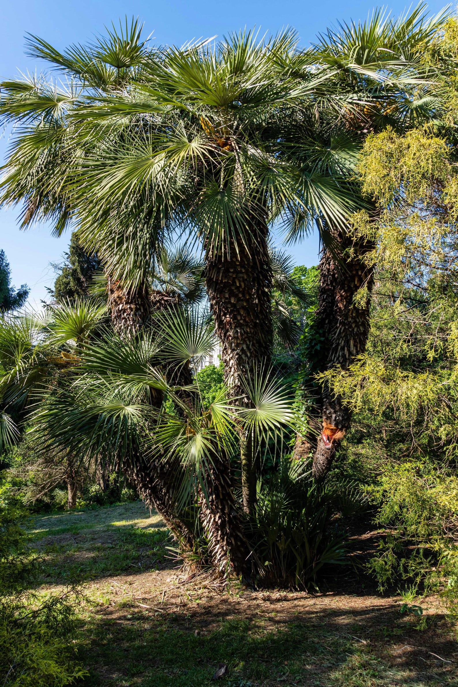 5 COMMON WINDMILL PALM Trachycarpus Fortunei Hardy Chusan Palm Tree Sun ...