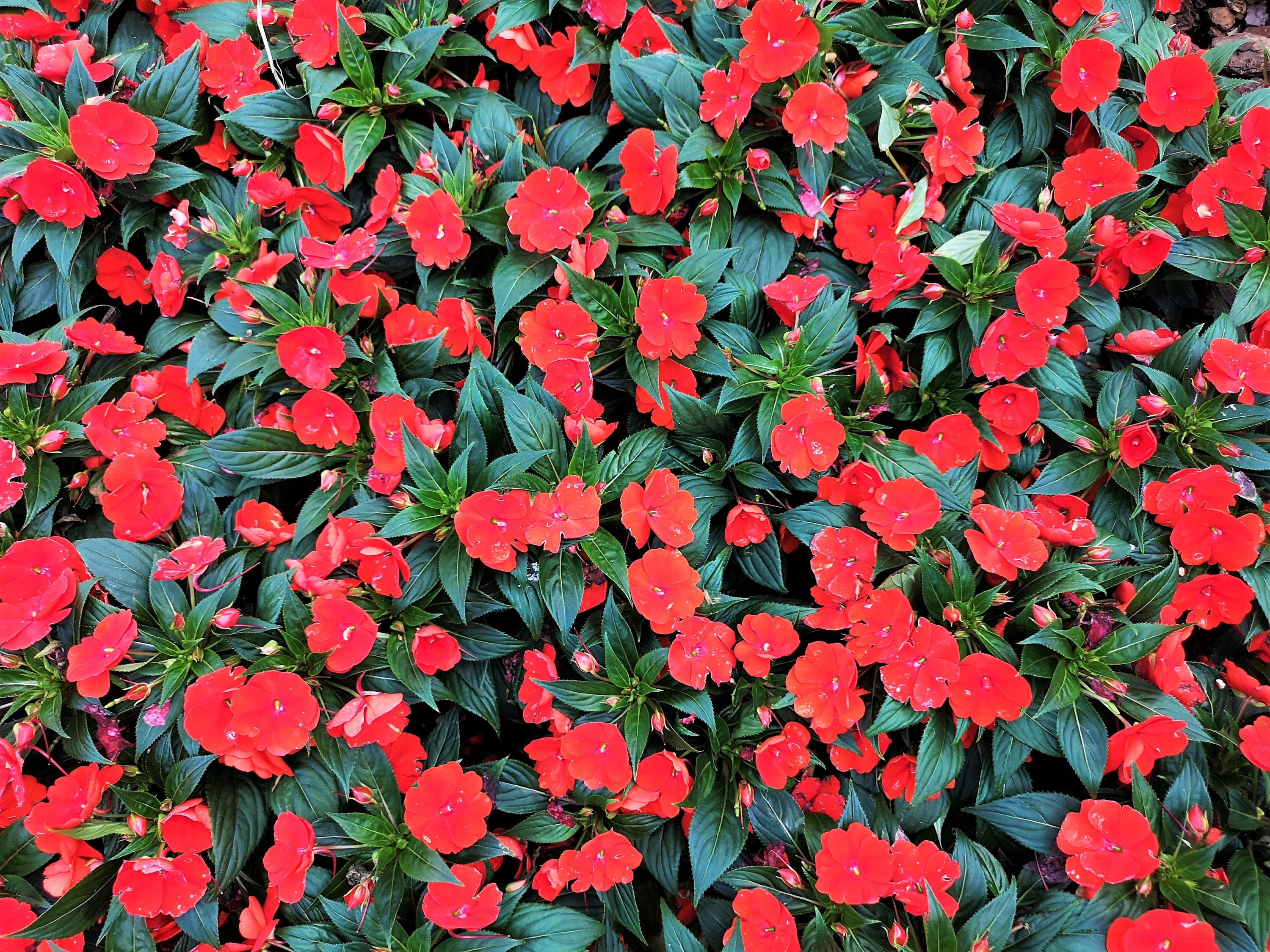 50 DWARF RED IMPATIENS Scarlet Walleriana Sun or Full Shade - Etsy