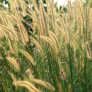 150 SWEET VERNAL GRASS Sweet Grass Vanilla Grass Anthoxanthum Odoratum ...