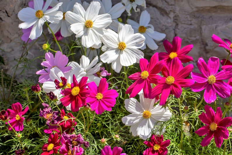 300 Mixed Colors DWARF COSMOS Bipinnatus Red Pink White Fast Growing ...