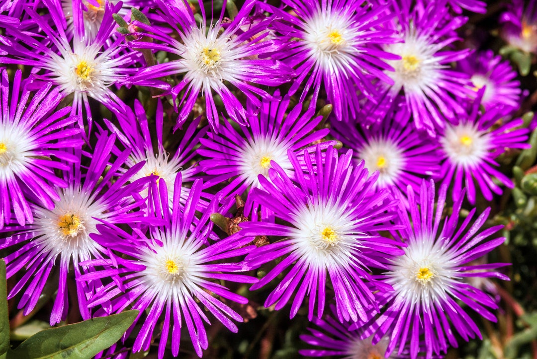 25 STARDUST ICE PLANT Mesembryanthemum Delosperma Floribunda Perennial ...