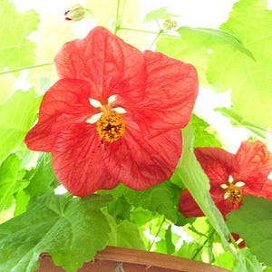 30 Mixed Colors FLOWERING MAPLE (chinese Bell Flower) Abutilon Hybridum Shrub Bush Small Tree ...