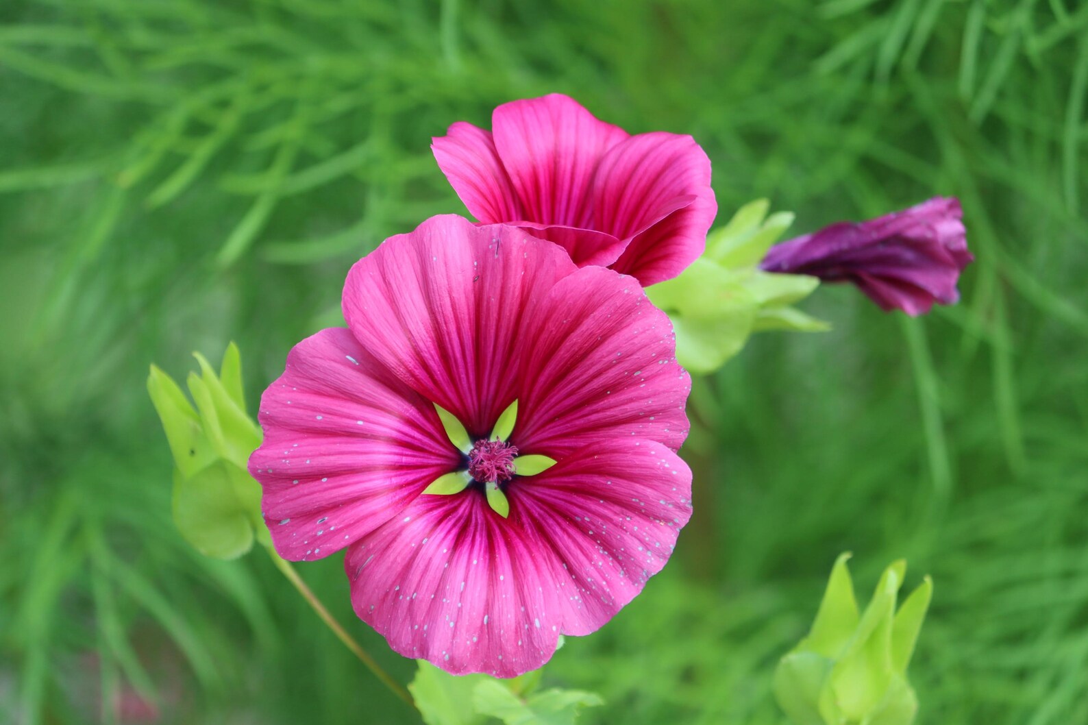 10 VULCAN MALOPE Trifida / Mallowwort / Mallow Flower Seeds *comb S/H ...