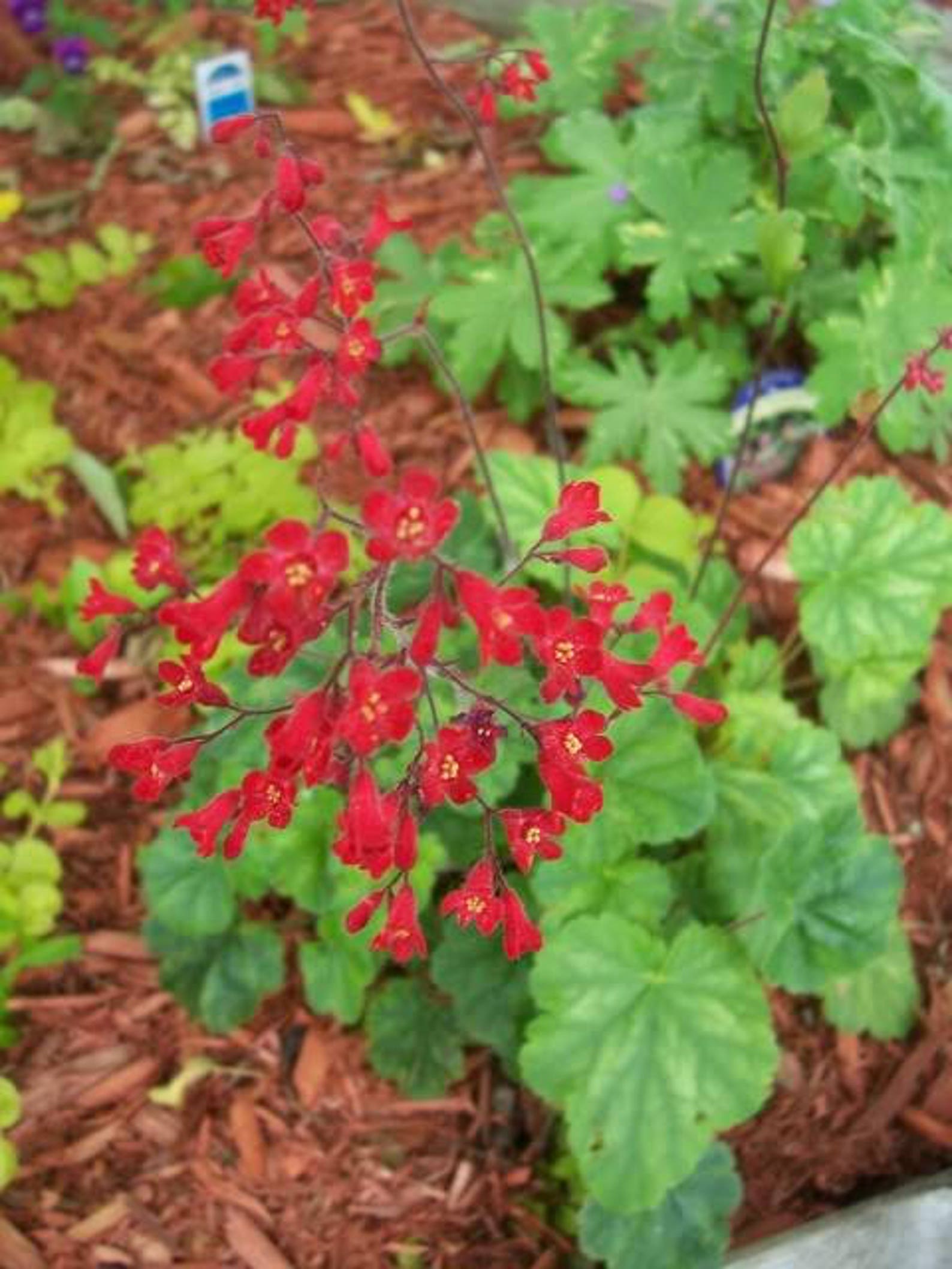 100 HEUCHERA FIREFLY Coral Bells Heuchera Sanguinea Red Flower - Etsy