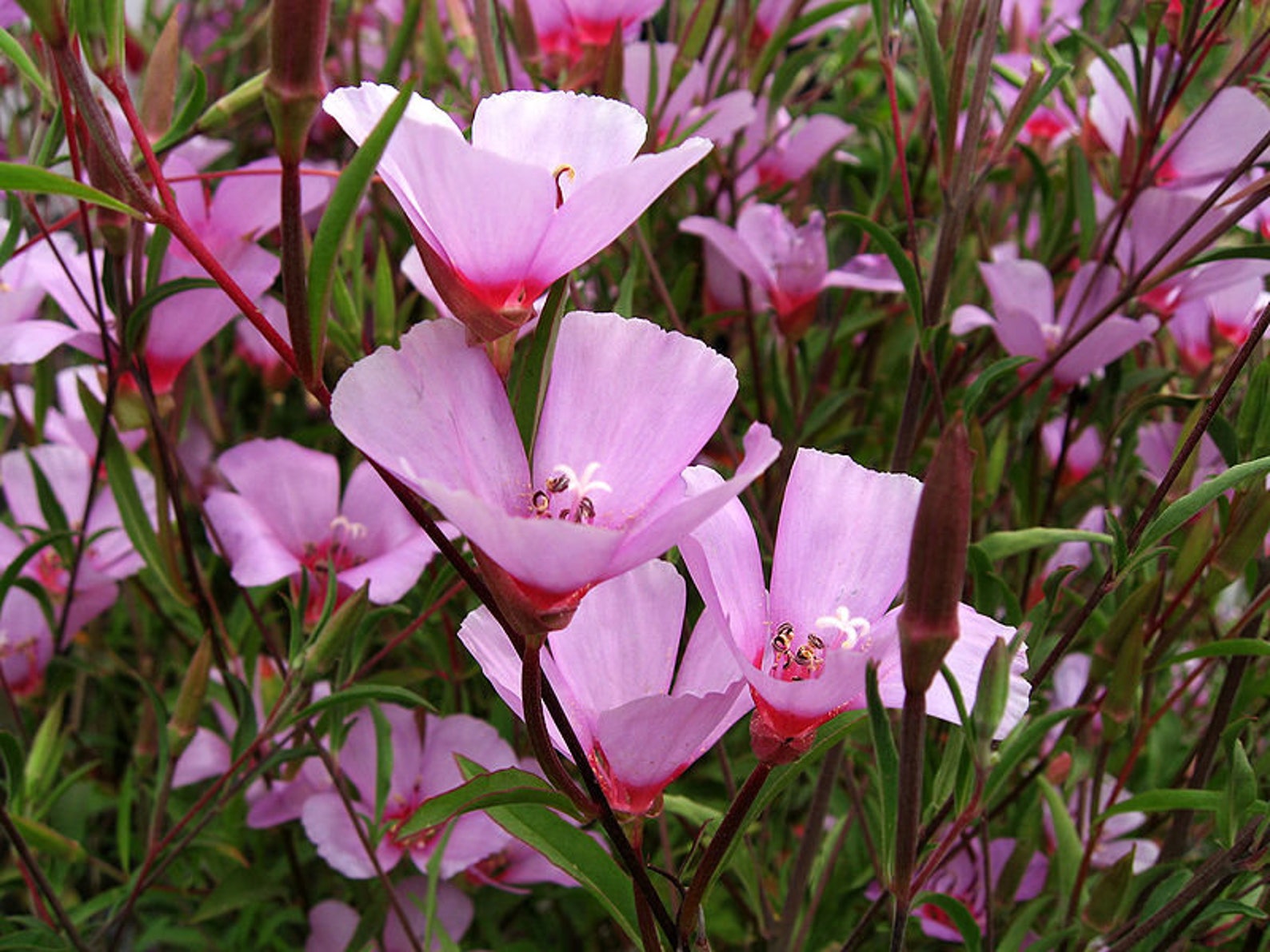 500 Pink FAREWELL TO SPRING Clarkia Elegans Godetia Flower - Etsy