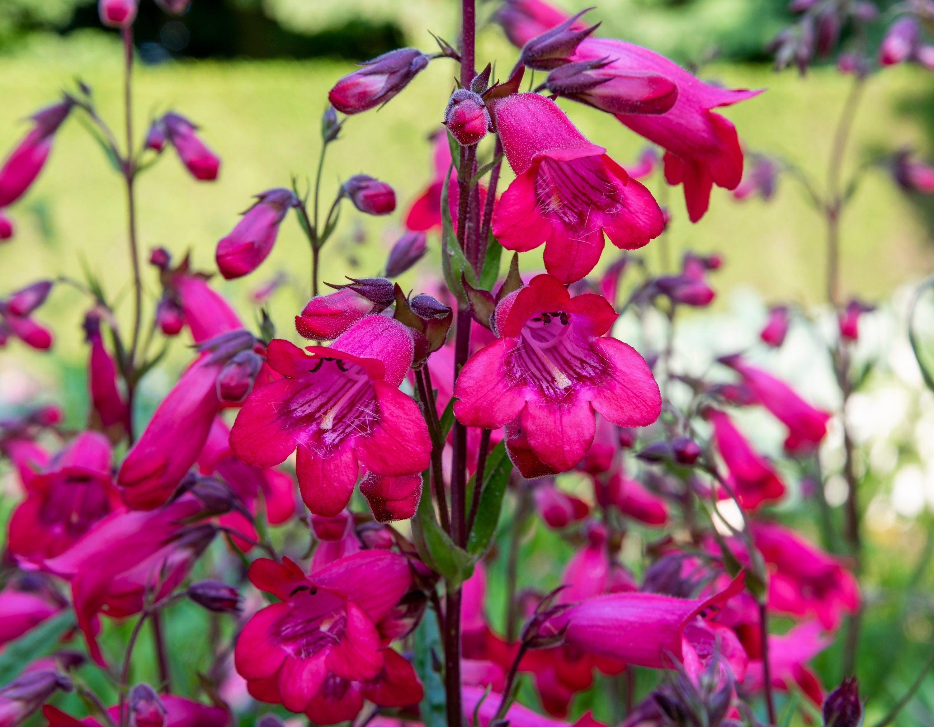 100 SENSATION MIX PENSTEMON Hartwegii Beardtongue Mixed Colors Two Tone ...