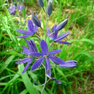 30 BLUE CAMAS Camass Lily Wild Indian Hyacinth Camassia Quamash Flower ...
