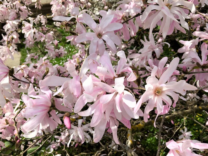 5 LOEBNER MAGNOLIA Loebneri TREE Shrub Seeds Cross of M - Etsy
