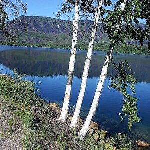 100 WHITE Japanese BIRCH TREE Betula Platyphylla Japonica Seeds - Etsy