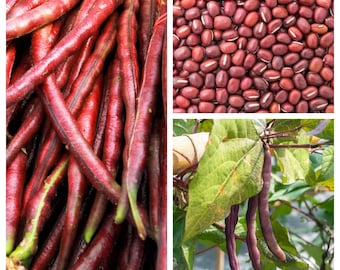 Cowpea -10g Vegetable Seeds - Etsy