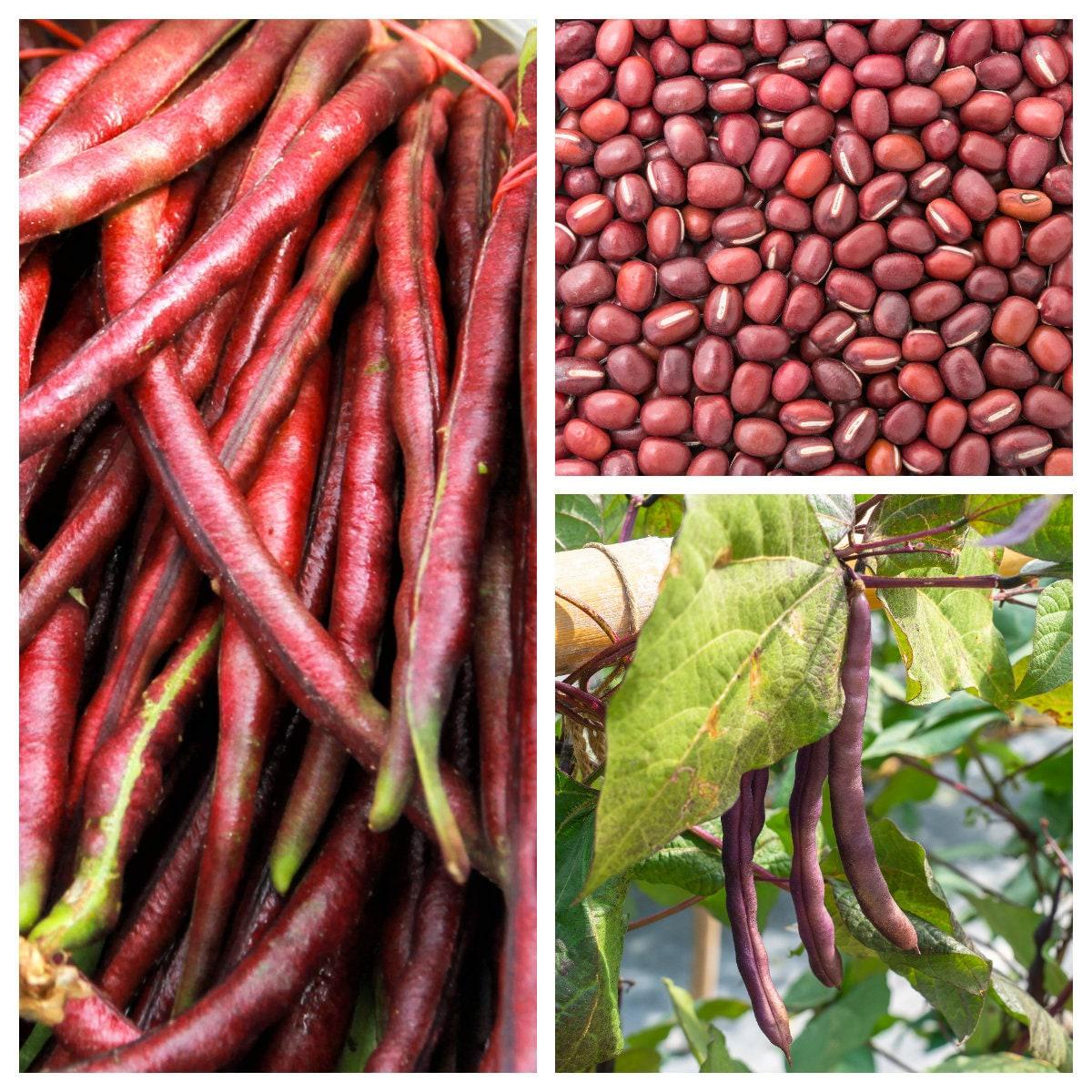 100 RED RIPPER COWPEA Cow Pea Southern Pea Vigna Unguiculata Legume ...