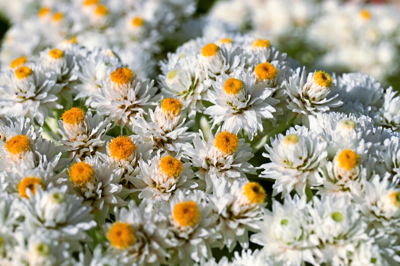 100 PEARLY EVERLASTING Anaphalis Margaritacea Fragrant - Etsy