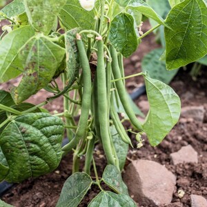 50 NAVY BEAN Michigan Pea White Phaseolus Vulgaris Soup Vegetable Seeds ...