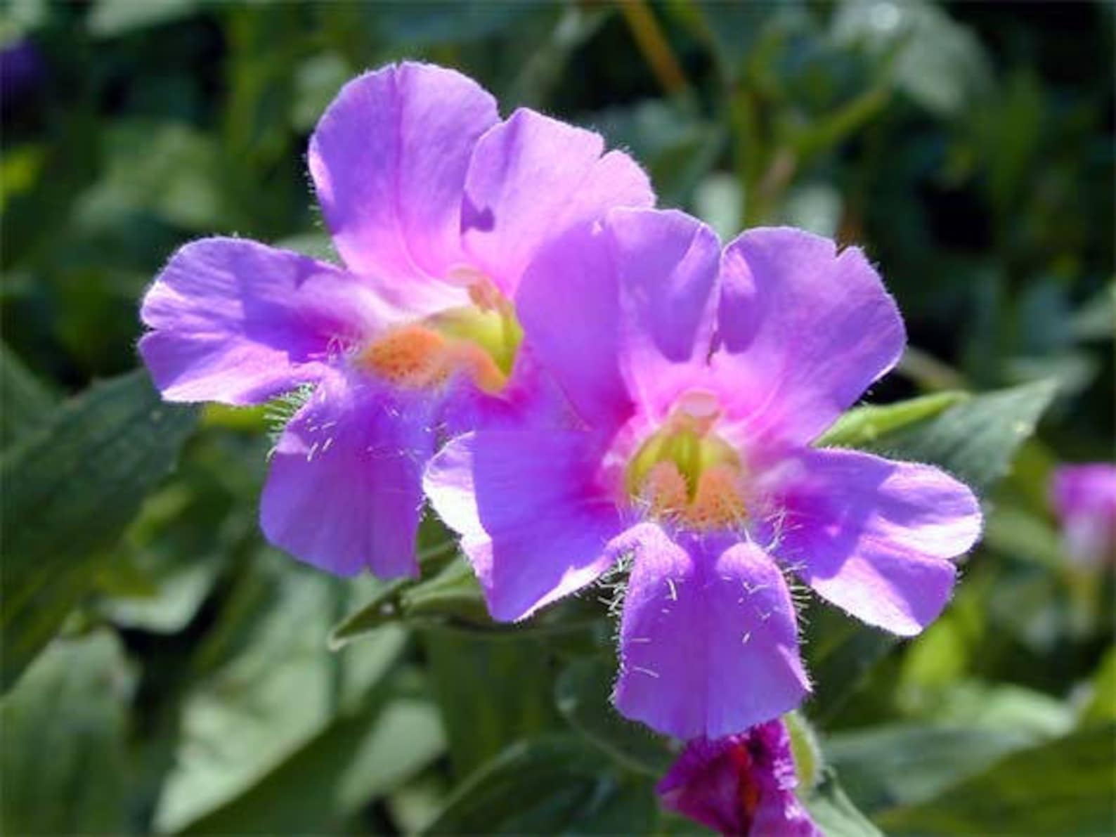 250 PURPLE MONKEY FLOWER Mimulus Ringens Seeds flat Shipping | Etsy