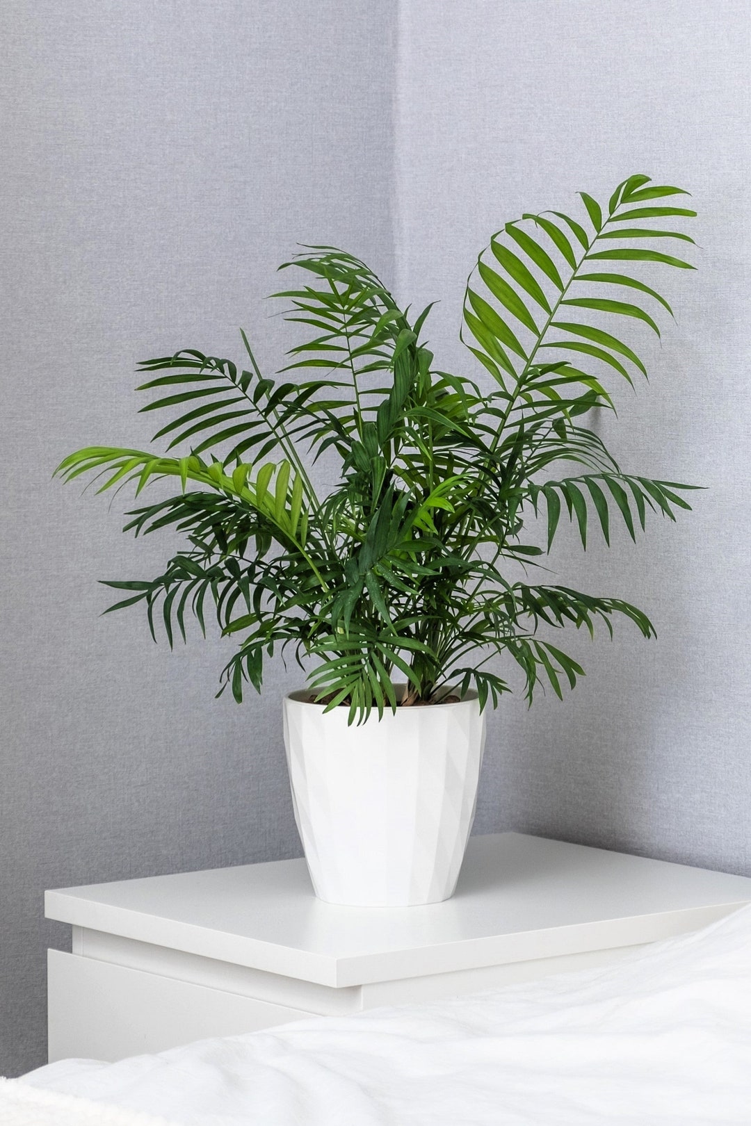 15 PARLOR PALM Neanthe Bella Palm Chamaedorea Elegans Tree Houseplant ...