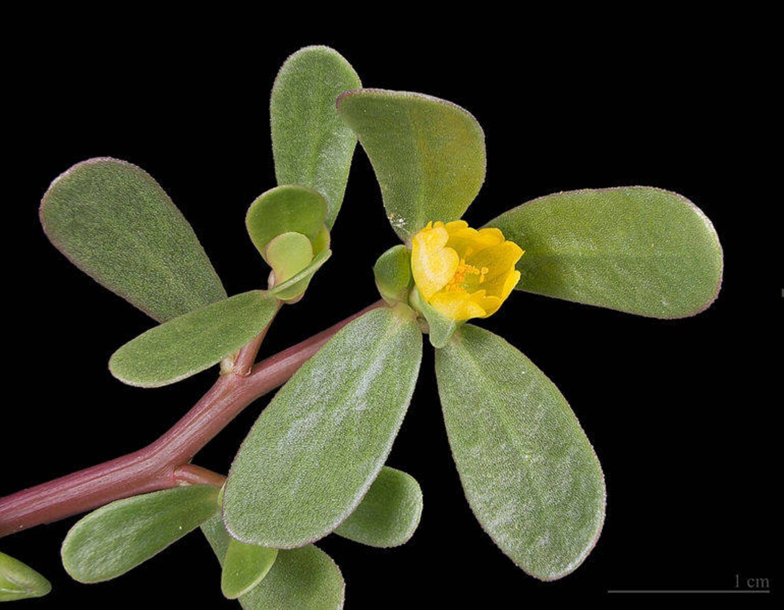 300 Organic GOLDEN PURSLANE Portulaca Sativa Vegetable Herb | Etsy