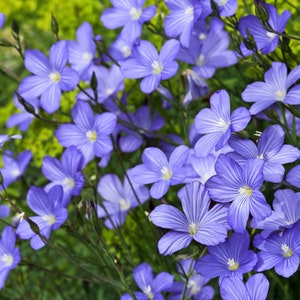 100 BLUE FLAX prairie Flax / Lewis Blue Flax Linum Perenne Lewisii ...