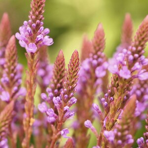 1000 Pink VERVAIN Verbena Hastata Rosea Flower Seeds - Etsy