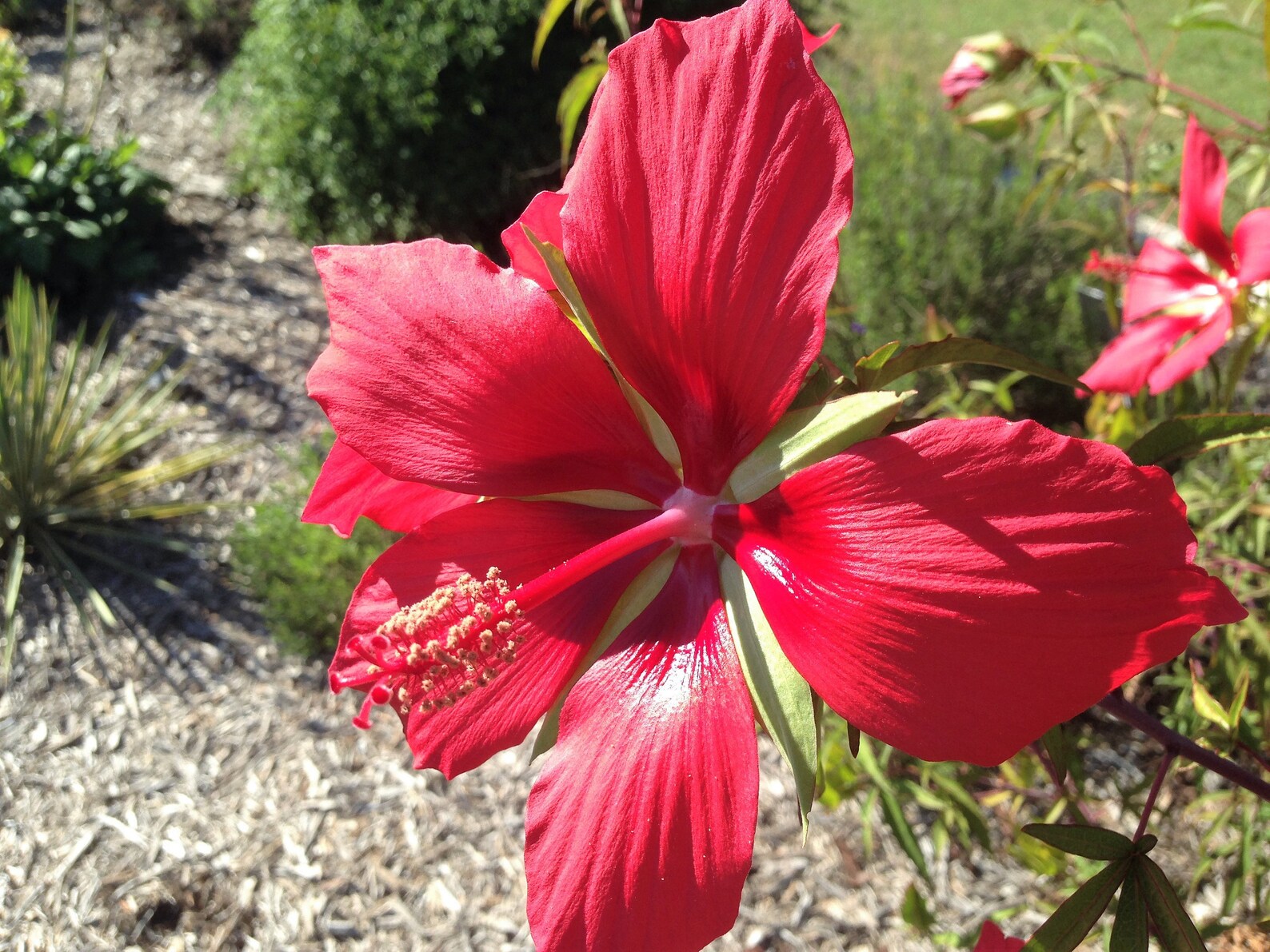 10 Red TEXAS STAR HIBISCUS Coccineus Scarlet Rosemallow Flower - Etsy