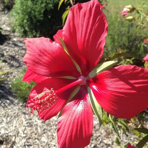 10 Red TEXAS STAR HIBISCUS Coccineus Scarlet Rosemallow Flower Seeds ...
