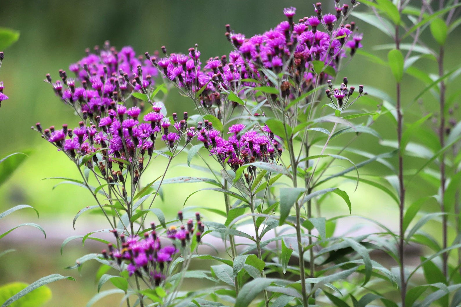100 MISSOURI IRONWEED Monarch Flower Native Purple Vernonia Missurica ...