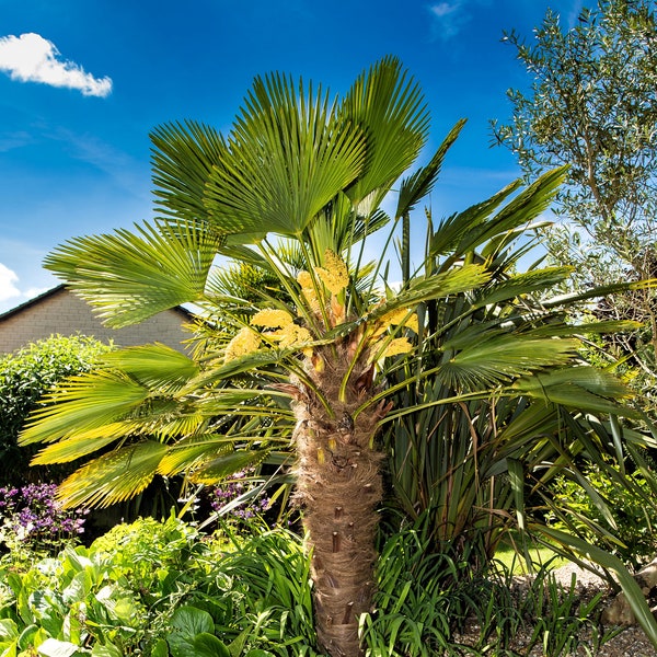 Palm Tree Seeds - Etsy