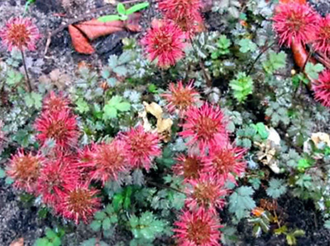 20 NEW ZEALAND BURRS Scarlet Piripiri Acaena Microphylla Flower Ground ...