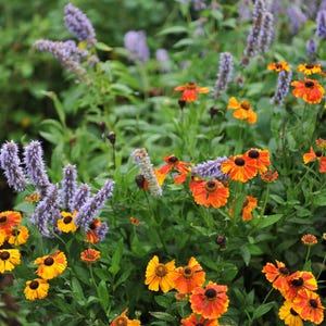 100 HELENIUM ' AUTUMN LEAVES ' Mix Helenium Autumnale Sneezeweed Mixed ...