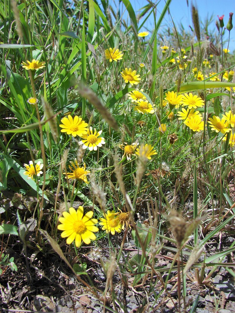 1000 DAHLBERG DAISY Thymophylla Tenuiloba Yellow Flower Seeds | Etsy