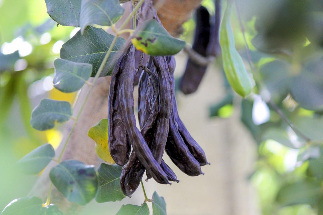 20 CAROB TREE Saint John's Bread Ceratonia Siliqua Evergreen Edible ...