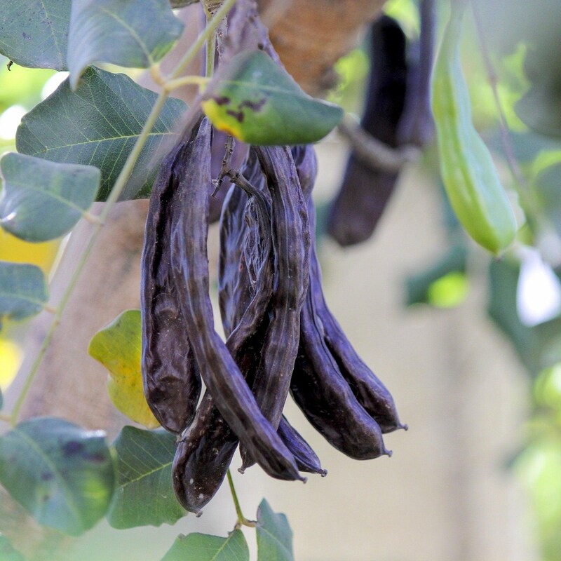 Tree Seed Pods - Etsy