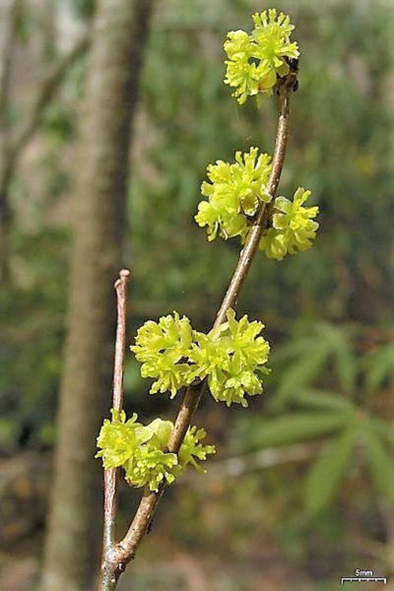 10 SPICEBUSH Wild Allspice Lindera Benzoin Northern Spice Bush - Etsy