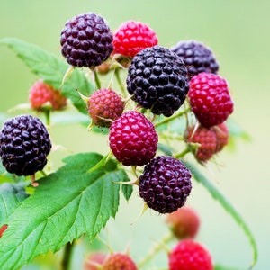 50 WHITEBARK Black RASPBERRY Western Blackcap Raspberry Rubus ...
