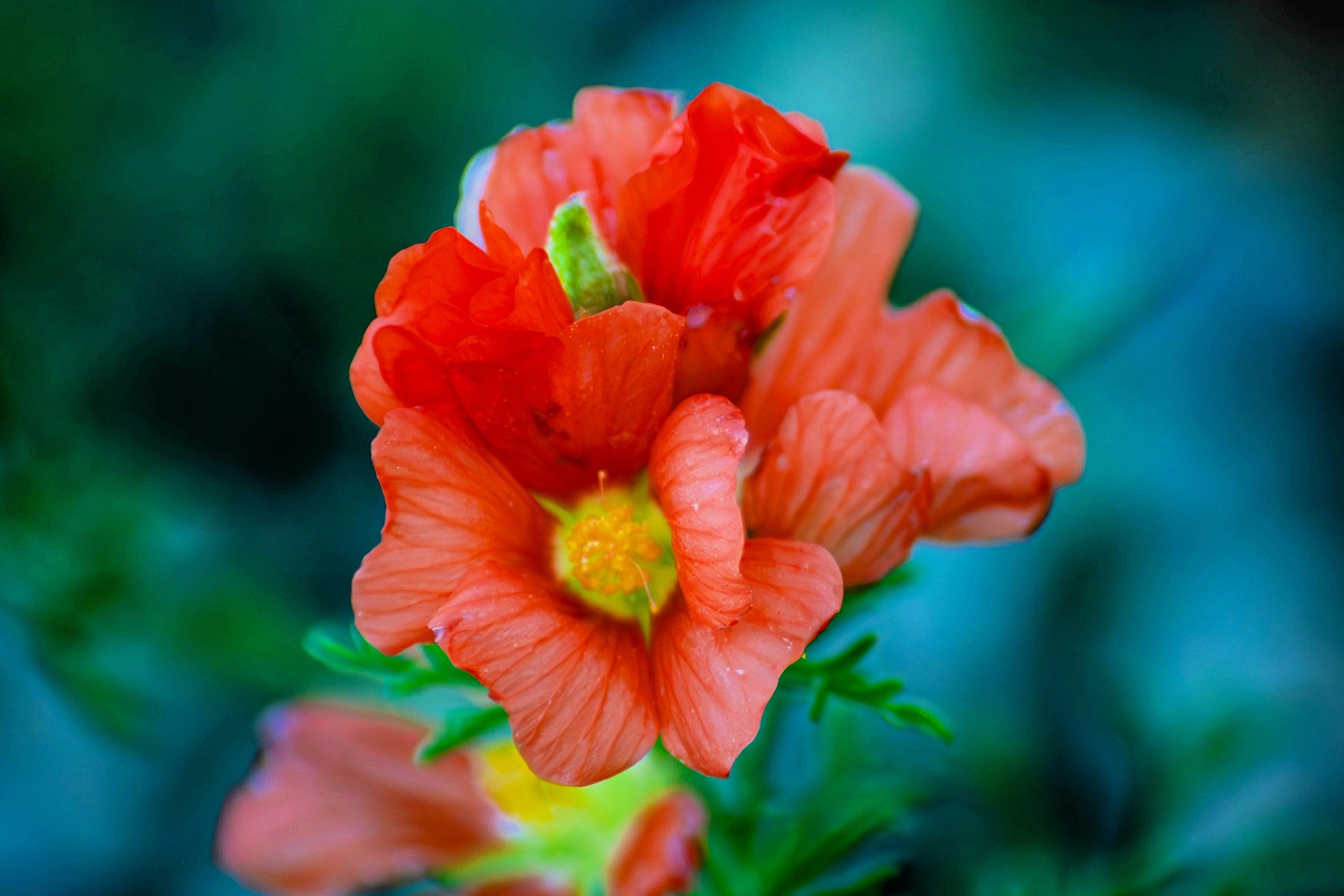 20 SCARLET GLOBEMALLOW Sphaeralcea Coccinea Cowboy's Delight Native Red ...
