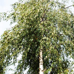 50 SILVER WEEPING BIRCH Tree White European Betula Pendula Alba Seeds ...