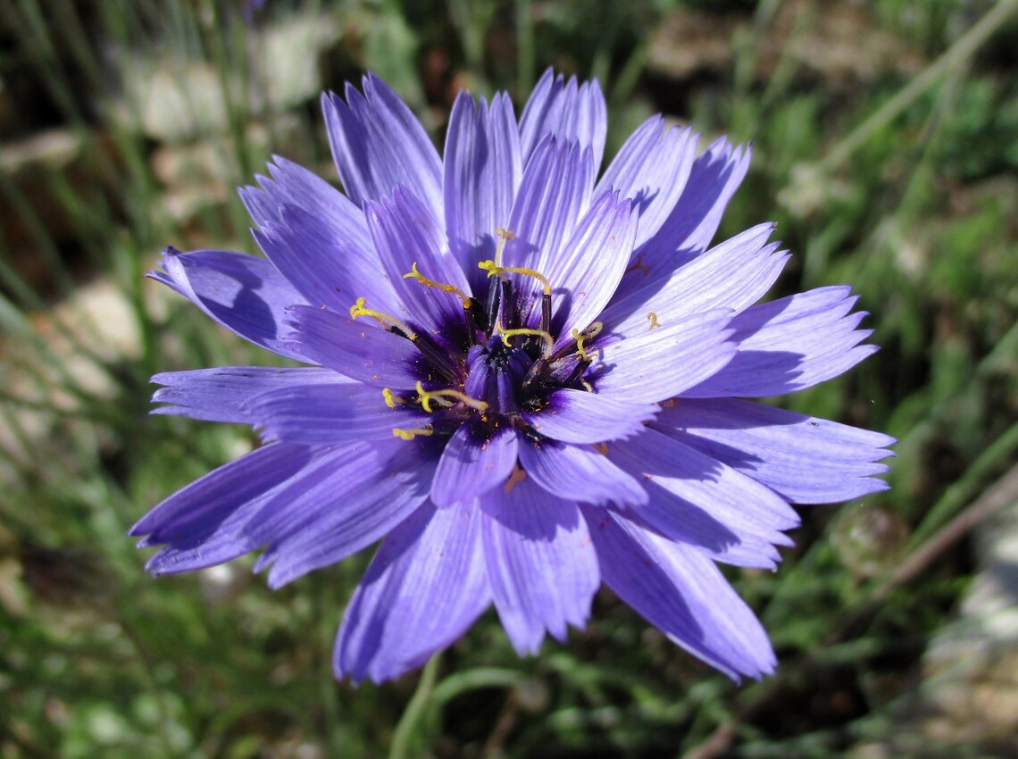 20 Blue CUPIDS DART Aka ' LOVE Plant ' Catananche Caerulea Flower Seeds ...