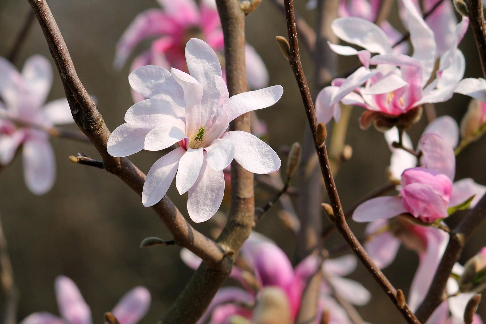 5 LOEBNER MAGNOLIA Loebneri TREE Shrub Seeds - Cross of M Stellata ...