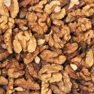5 ENGLISH WALNUT Aka Common, Hardy Carpathian, Persian Nut Fruit Tree ...