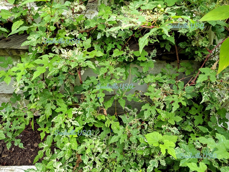 10 Variegated PORCELAIN BERRY VINE Ampelopsis Brevipedunculata | Etsy
