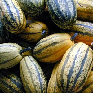 50 DELICATA SQUASH Striped Sweet Potato Cucurbita Pepo Vegetable Seeds ...