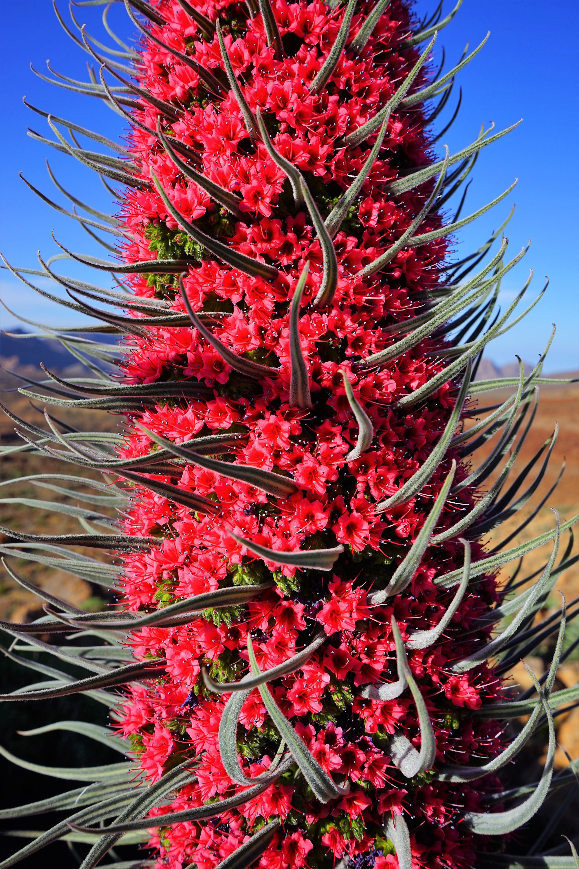 25 TOWER OF JEWELS Red Bugloss Echium Wildpretii Ruby - Etsy