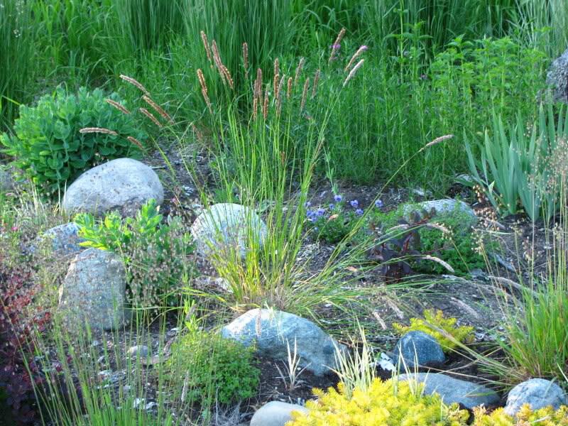 20 RED Spire MELIC GRASS Purple Melica Transsilvanica Flower Seeds - Etsy