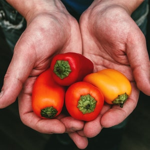 20 Organic Red MINI BELL PEPPER Sweet Mild Miniature Capsicum Annuum ...