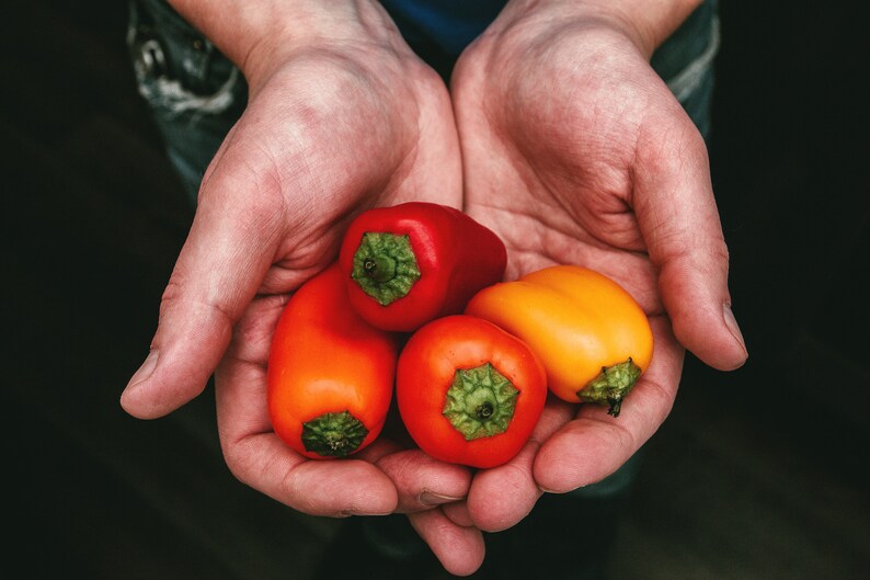 20 Organic Red MINI BELL PEPPER Sweet Mild Miniature Capsicum - Etsy