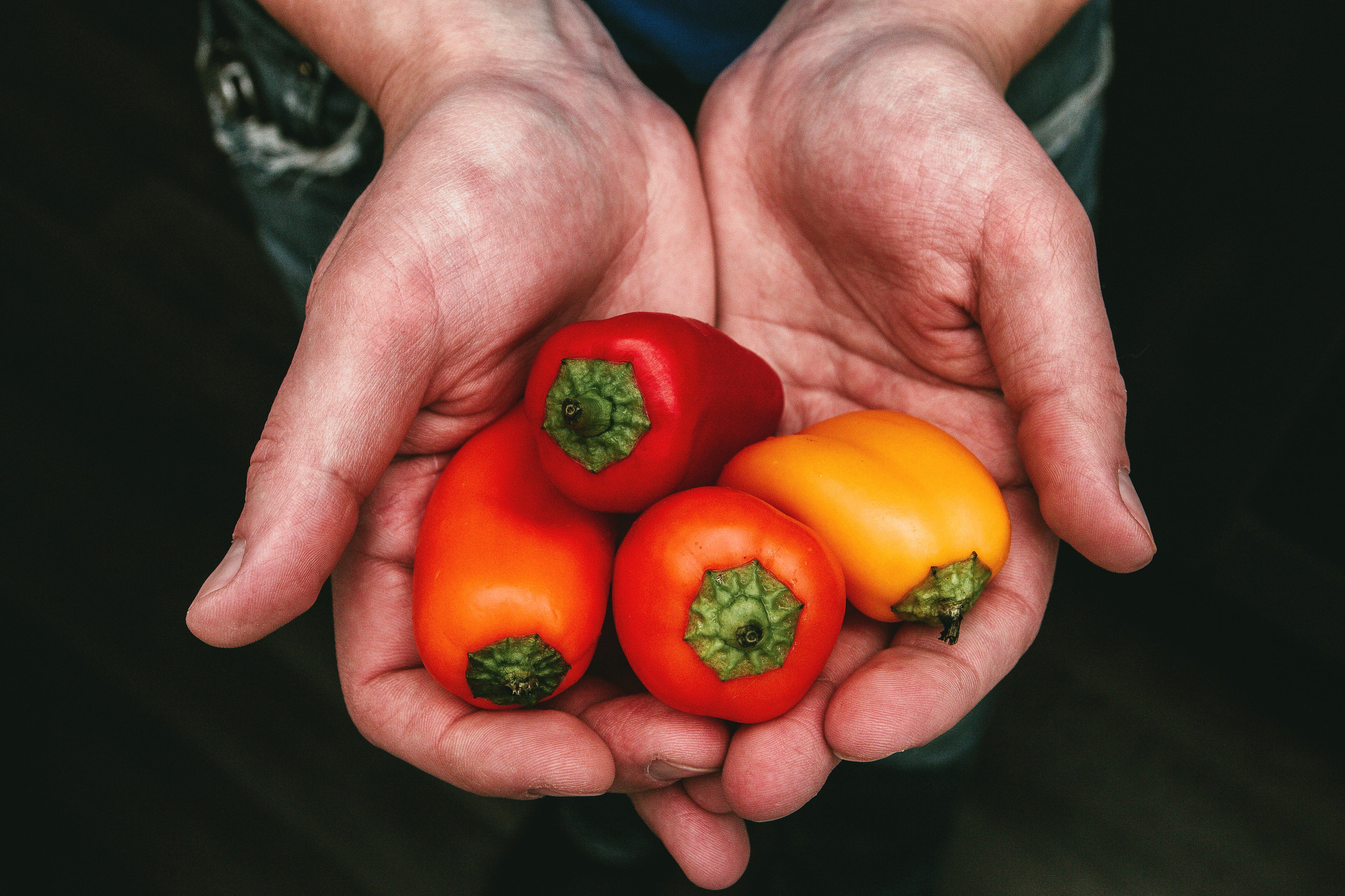20 Organic Red MINI BELL PEPPER Sweet Mild Miniature Capsicum - Etsy