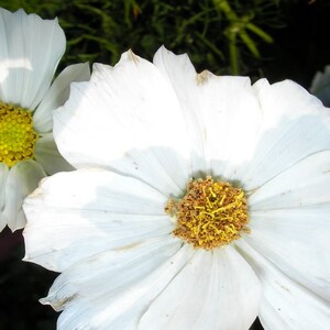 350 PURITY WHITE COSMOS Cosmos Bipinnatus Flower Seeds - Etsy