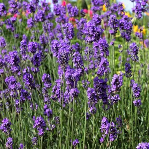 200 MUNSTEAD LAVENDER Blue English Lavandula Angustifolia Munstead ...