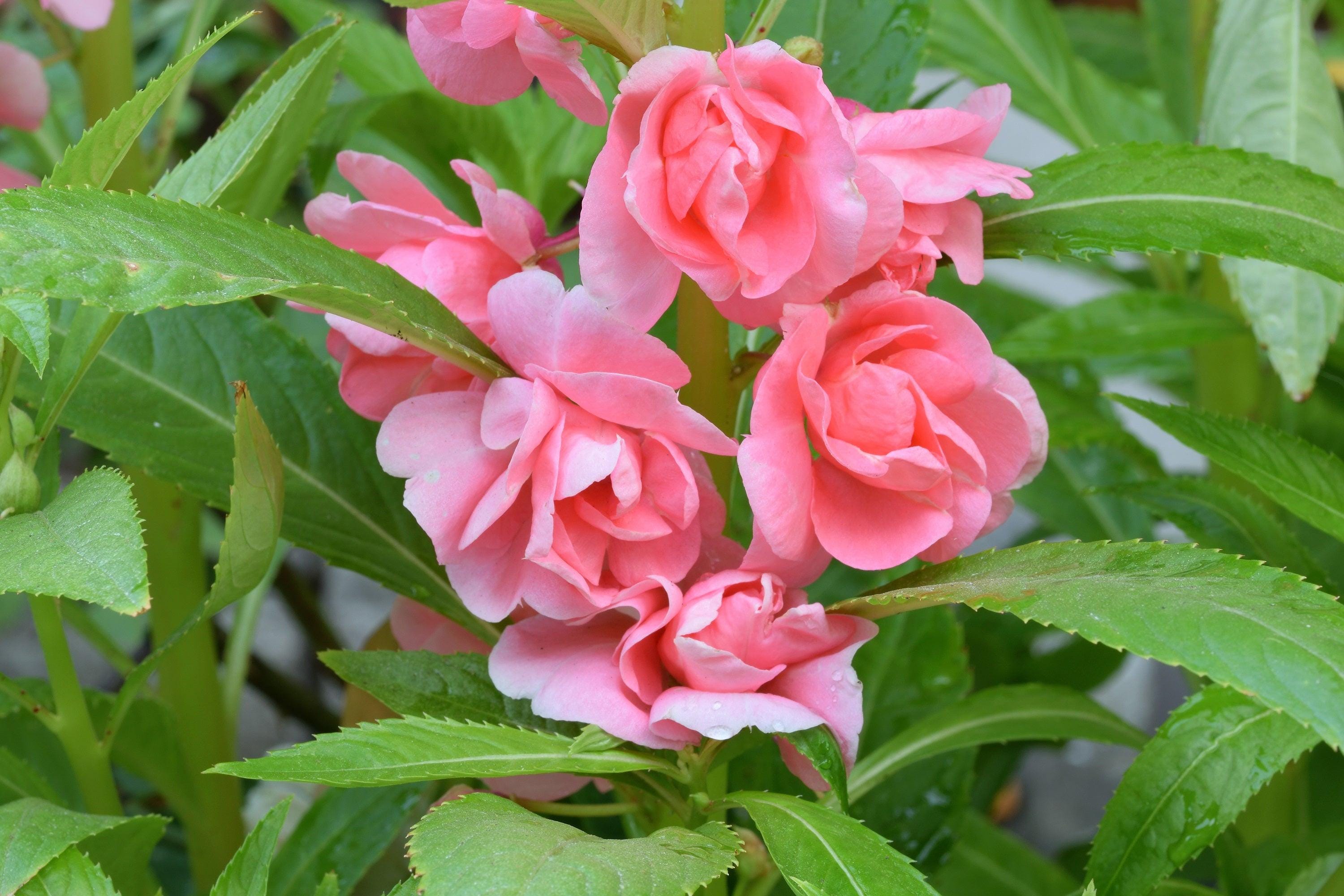100 Mixed Dwarf TOM THUMB IMPATIENS Balsamina - Sun or Shade - Double ...