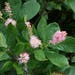 20 Pink SUMMERSWEET BUSH Clethra Alnifolia Rosea Fragrant Flower Shrub ...