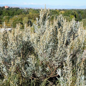 100 SILVER SAGEBRUSH Artemisia Cana Dwarf Sagebrush / Silver Wormwood ...